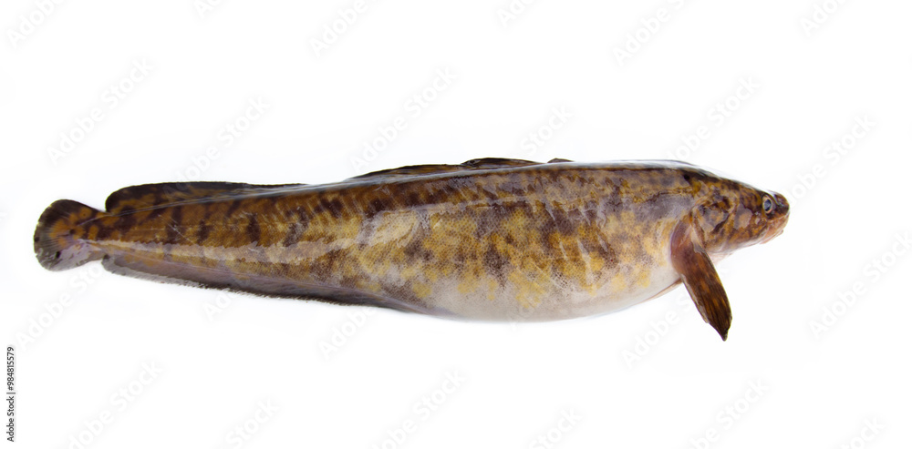 Burbot, eelpout (Lota lota). A cold-loving stunted fish without scales ...