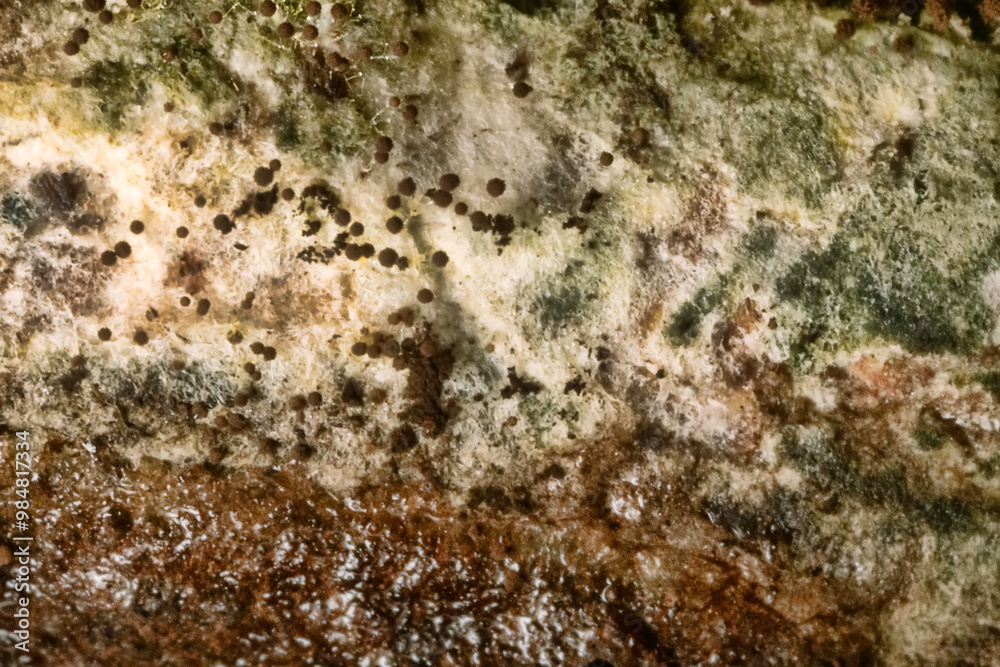 Penicillin and aspergillum mold on bread. Colonies of species of mold ...