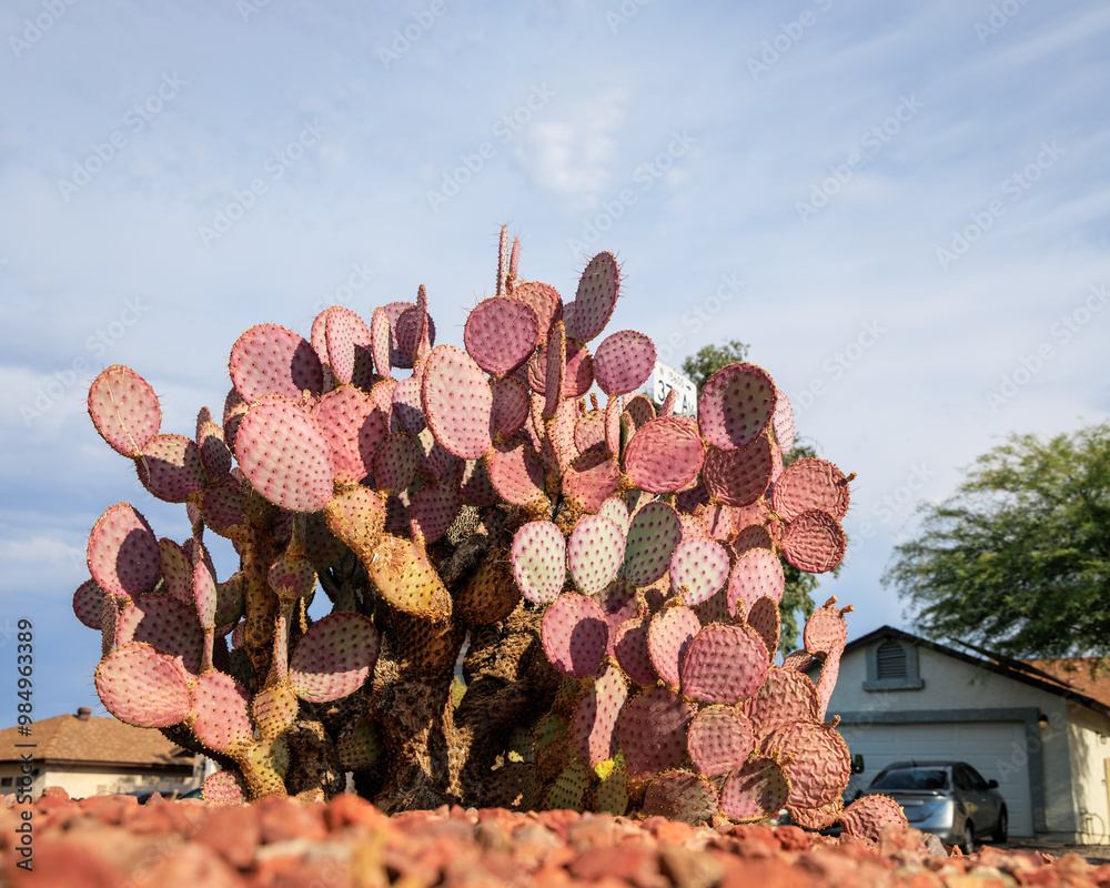 Pinky purple Opuntia Santa-Rita or Santa Rita Prickly Pear cactus in ...