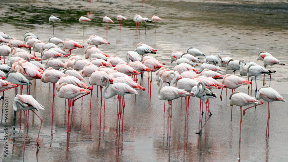 group of Greater flamingo is the most widespread and largest species of ...