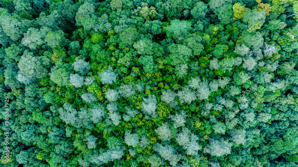 Aerial top view of green forest tree and global globe, Tropical rain ...