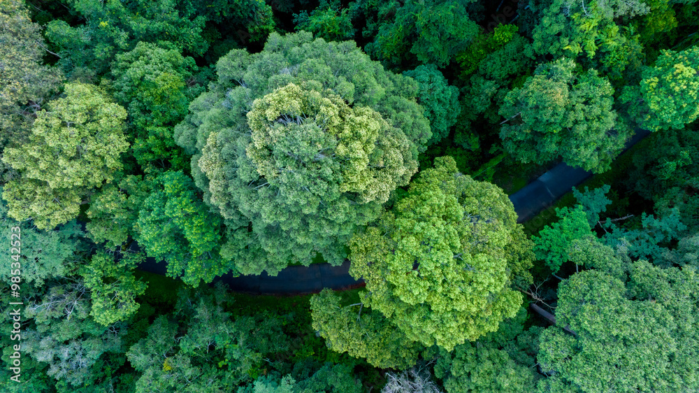 Aerial top view of green forest tree and global globe, Tropical rain ...