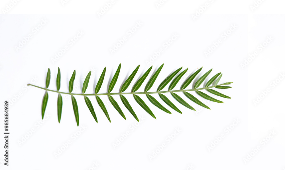 Feathery, fern-like leaves of the peruvian pepper are a vibrant green ...