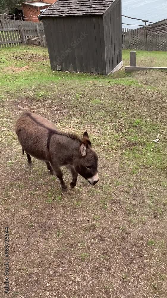 Feral donkeys were first brought to Australia as pack animals to ...