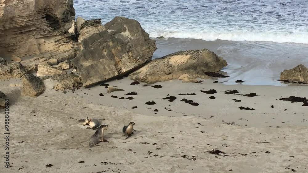 Seal Bay Conservation Park, Kangaroo Island is just 45 min­utes from ...