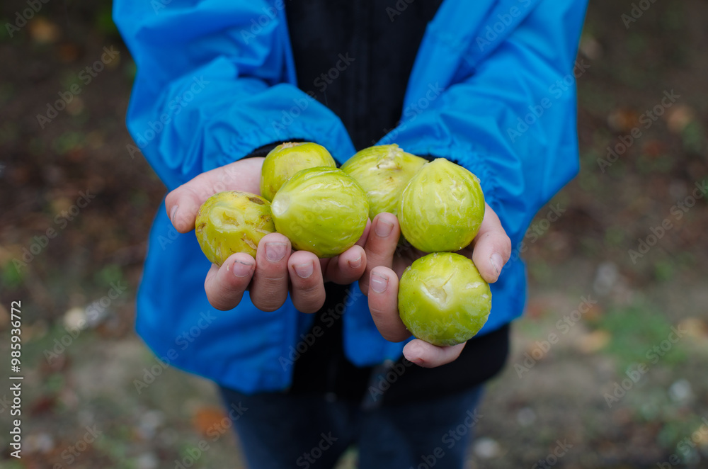 Horizontal close-up of an unrecognizable boy's hands holding six ripe ...