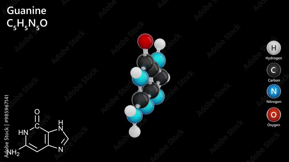 An animated 3D model of Guanine C5H5N5O. It is one of the four main ...