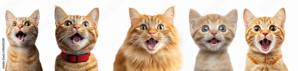 Angry and surprised cat isolated on transparent png background with a ...