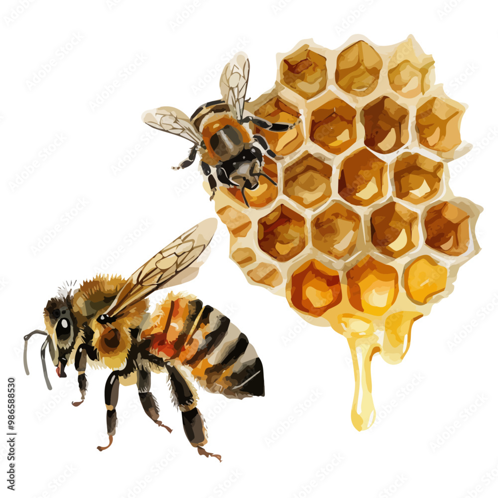 Watercolor bee honeycomb honey .vector bee illustration in watercolor ...