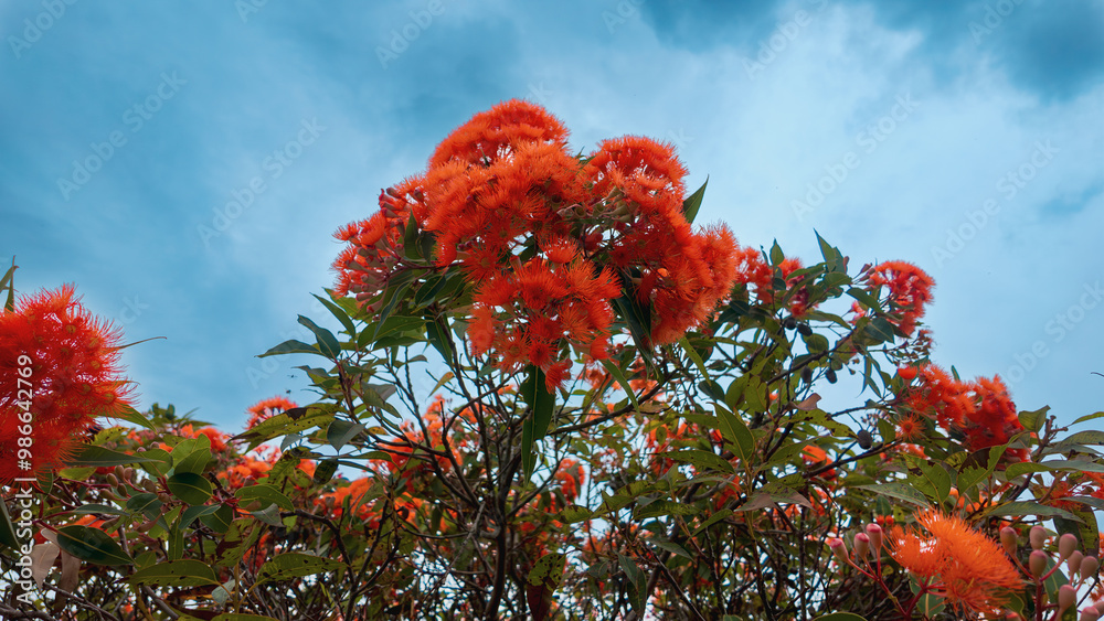 The Australian Botanic Garden, Mount Annan is the Australian native ...