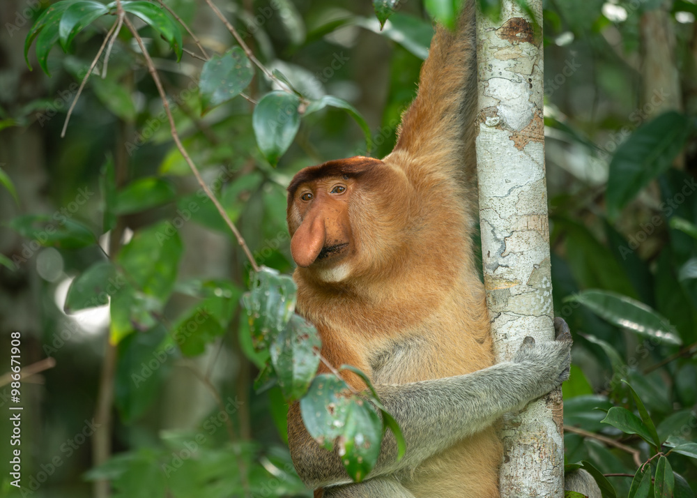 Telephoto portrait of a dominant male proboscis monkey(Nasalis larvatus ...