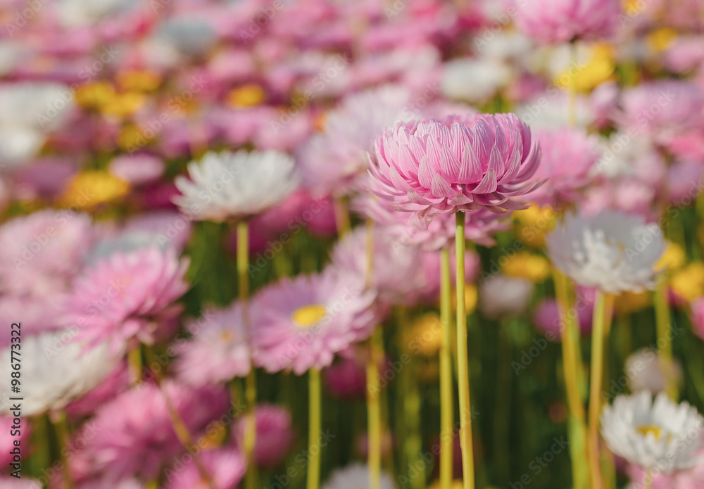 The Australian Botanic Garden, Mount Annan is the Australian native ...
