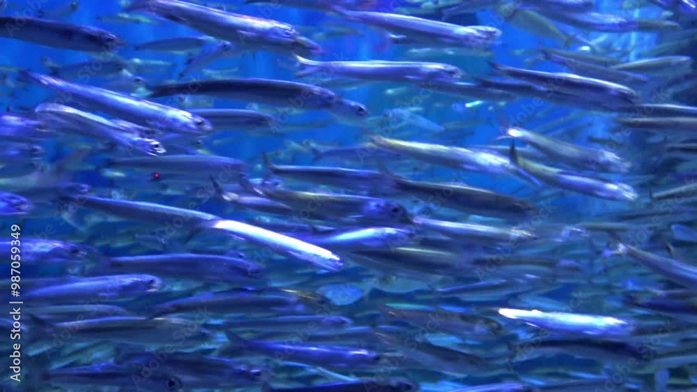 Schools of Japanese anchovy fish, Engraulis japonicus, swimming ...