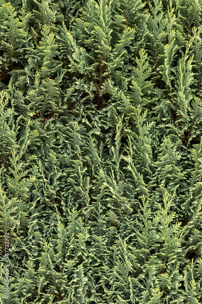 Italian cypress background or Mediterranean cypress background in close ...