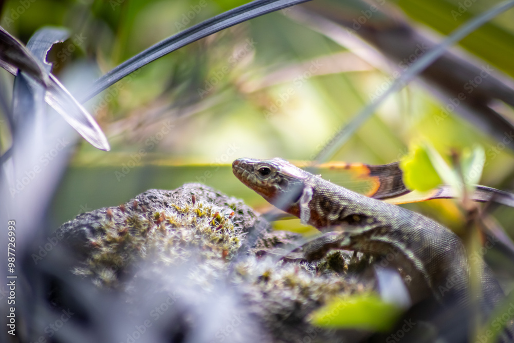 Shy Lizard on the hunt for insects on a hot volcano rock warming up in ...