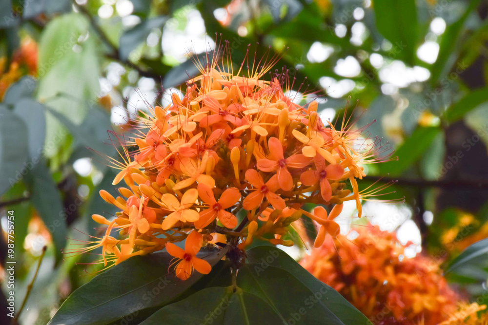 Ashoka flowers (Saraca indica L.), also known as the Sorrowless tree ...