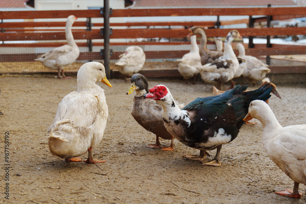 Muscovy duck with a striking red beak, showcasing its unique and ...