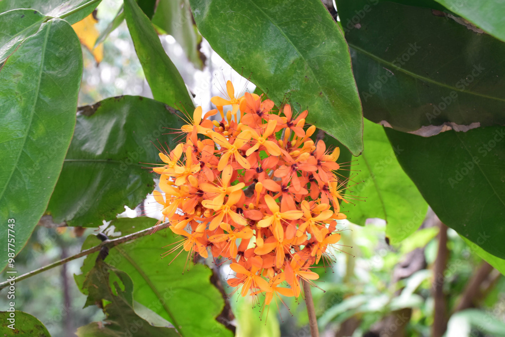 Ashoka flowers (Saraca indica L.), also known as the Sorrowless tree ...