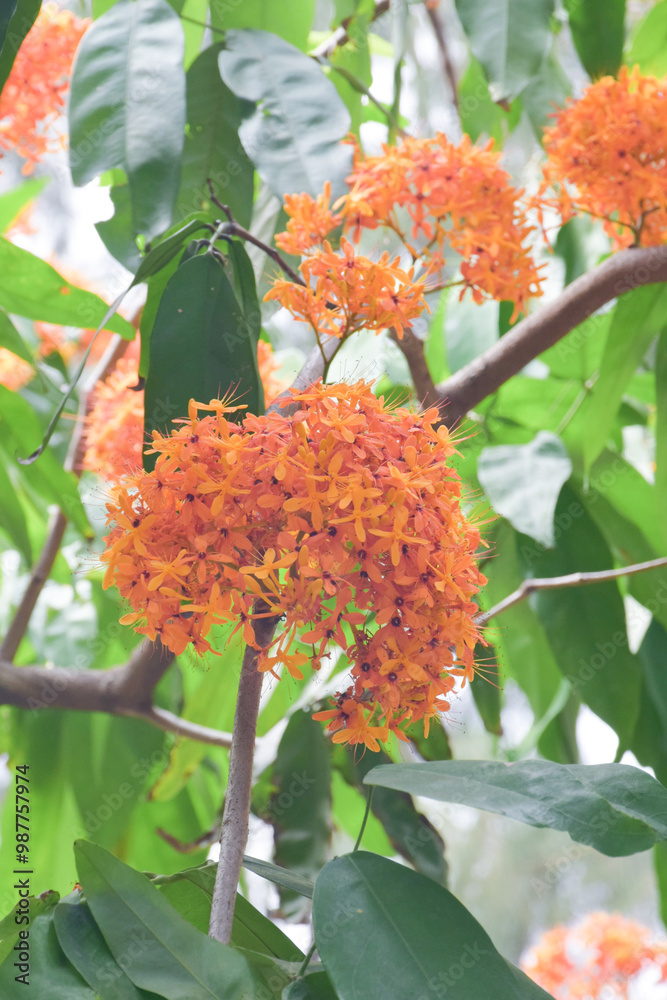 Ashoka flowers (Saraca indica L.), also known as the Sorrowless tree ...