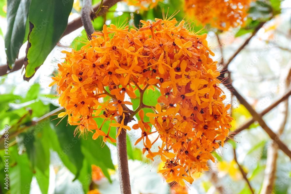 Ashoka flowers (Saraca indica L.), also known as the Sorrowless tree ...