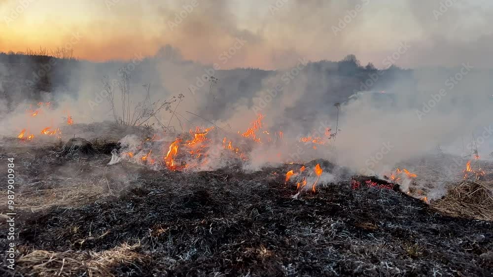 Fire grass in farm field. Dry Grass Fires in drought. Fire destroys ...