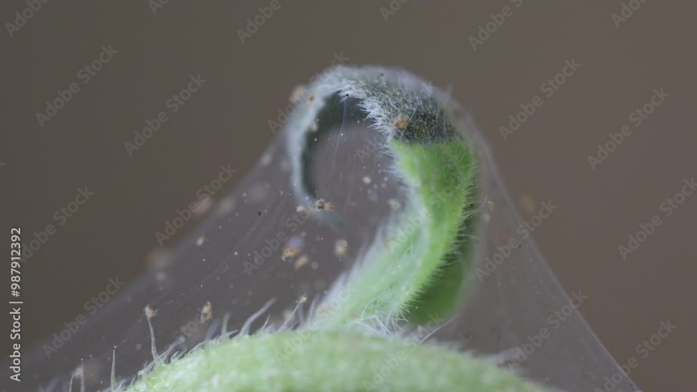 Aphids destroy green plant, cobwebs and many insect pests, Aphids eat ...