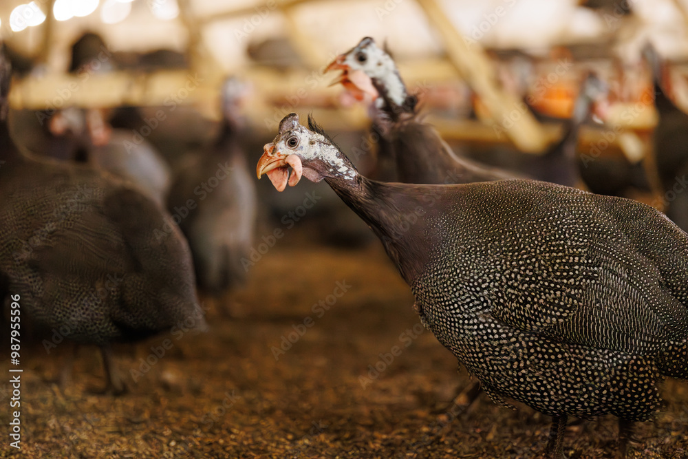 Guinea Fowl in Poultry Farm Setting, selective focus Stock Photo ...