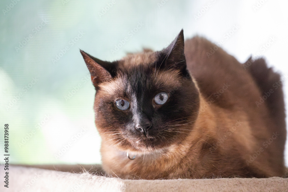 High quality close up macro photo of a beautiful adult Siamese cat blue ...