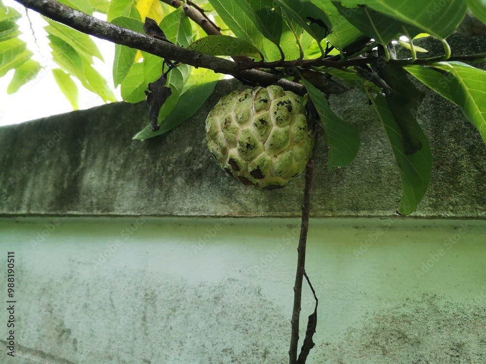 Noi Na fruit, Thai fruit, Custard apple, sweep-sop, sugar apple, Annona ...