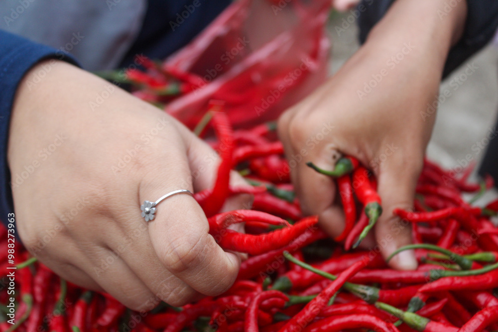 Customers' hands select fresh red chilies from a pile of chilies at a ...