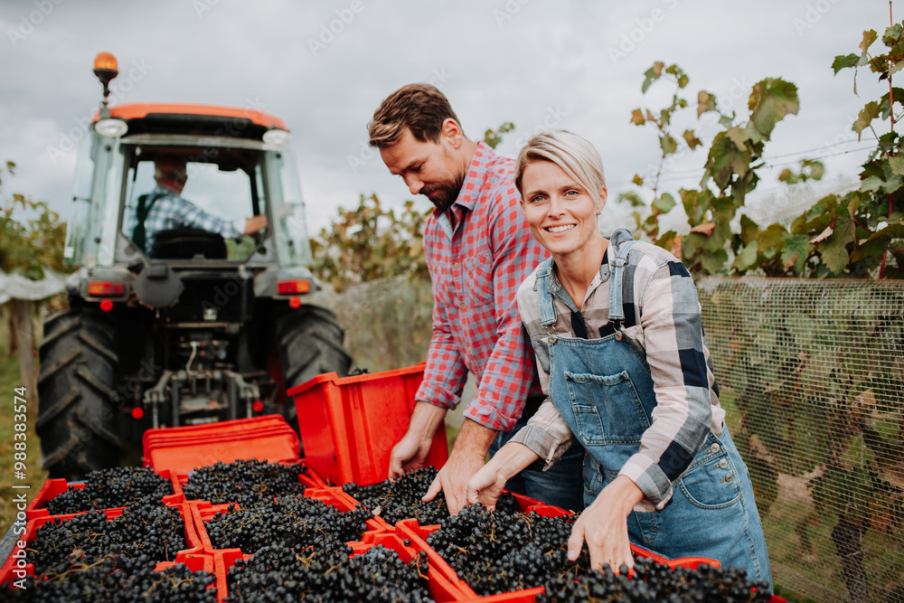 Vineyard workers with harvest bins full of grapes. Manual grape ...