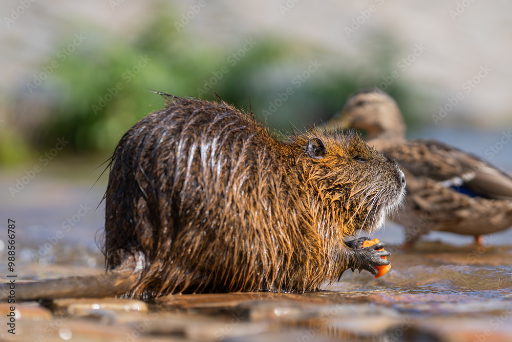 Nutria (Myocastor coypus) or or swamp rat is eating carrot in water ...