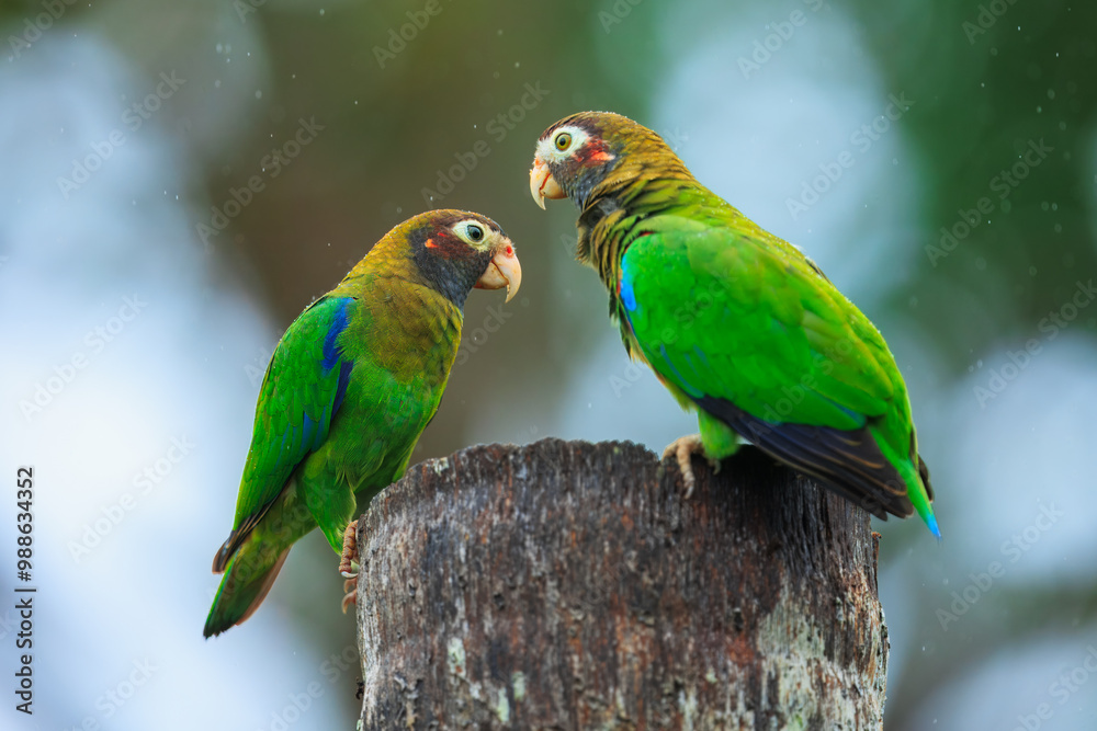 Brown-hooded parrot, The brown-hooded parrot (Pyrilia haematotis) is a ...