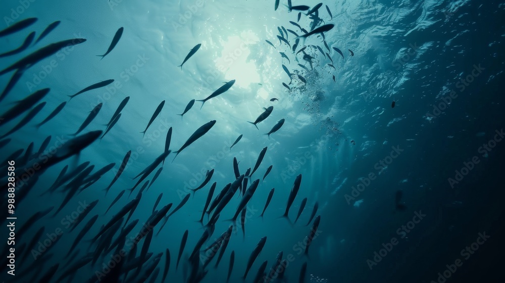 School of fish swims upward toward the light in deep blue water ...