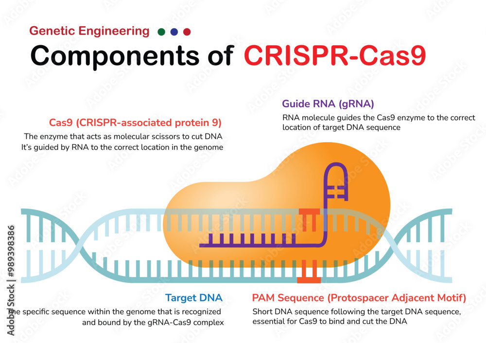Plakát Diagram of CRISPR-Cas9 Genetic Engineering Components, including Cas9, guide RNA – Obraz ...