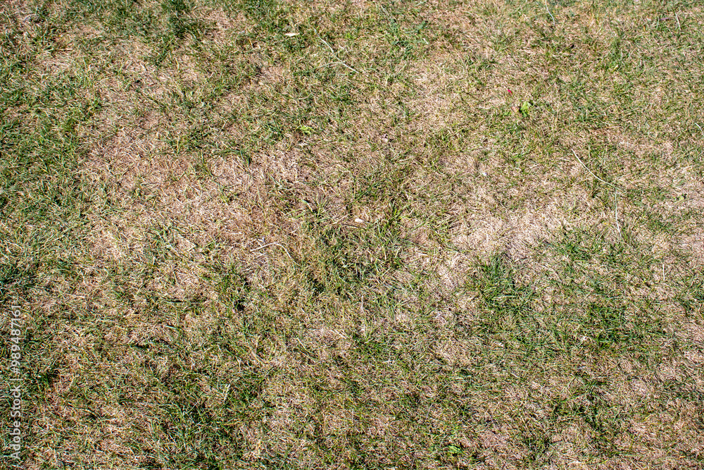 Dry and patchy lawn with brown and green grass textures showcasing ...