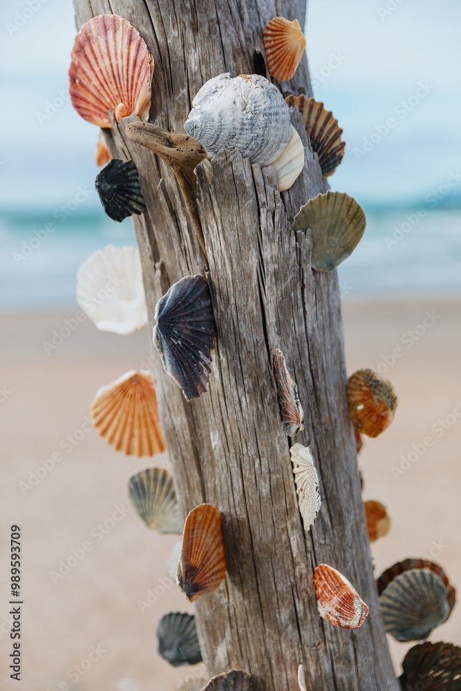 Driftwood log erected on a sandy beach with scallop shells embedded in ...