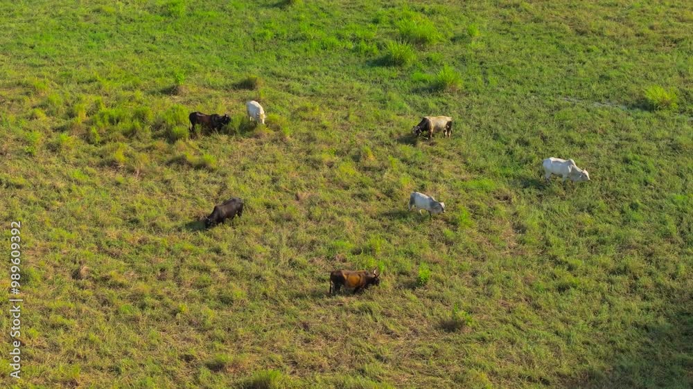 An aerial view showcases Brahman cows grazing in the lush, green ...