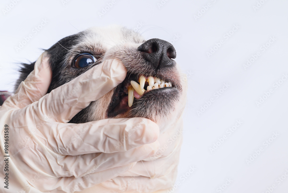 Veterinary doctor checking teeth of female dog. Female dog with large ...