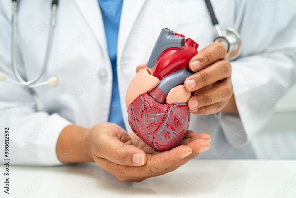 Cardiovascular disease CVD, Asian doctor holding human anatomy model ...