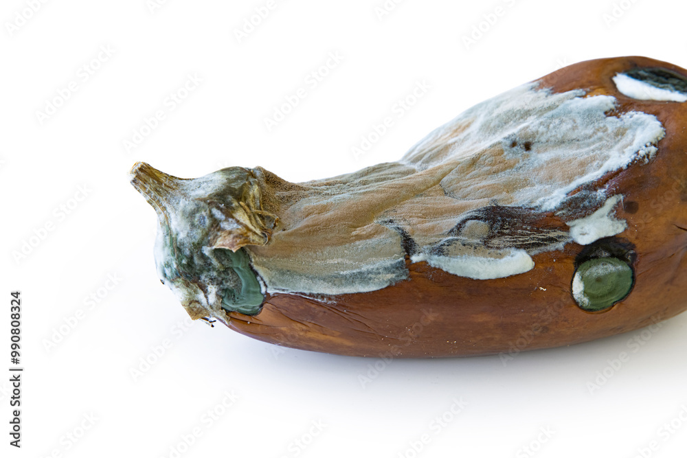 Closeup view of a moldy rotten spoiled eggplant. The vegetable skin is ...