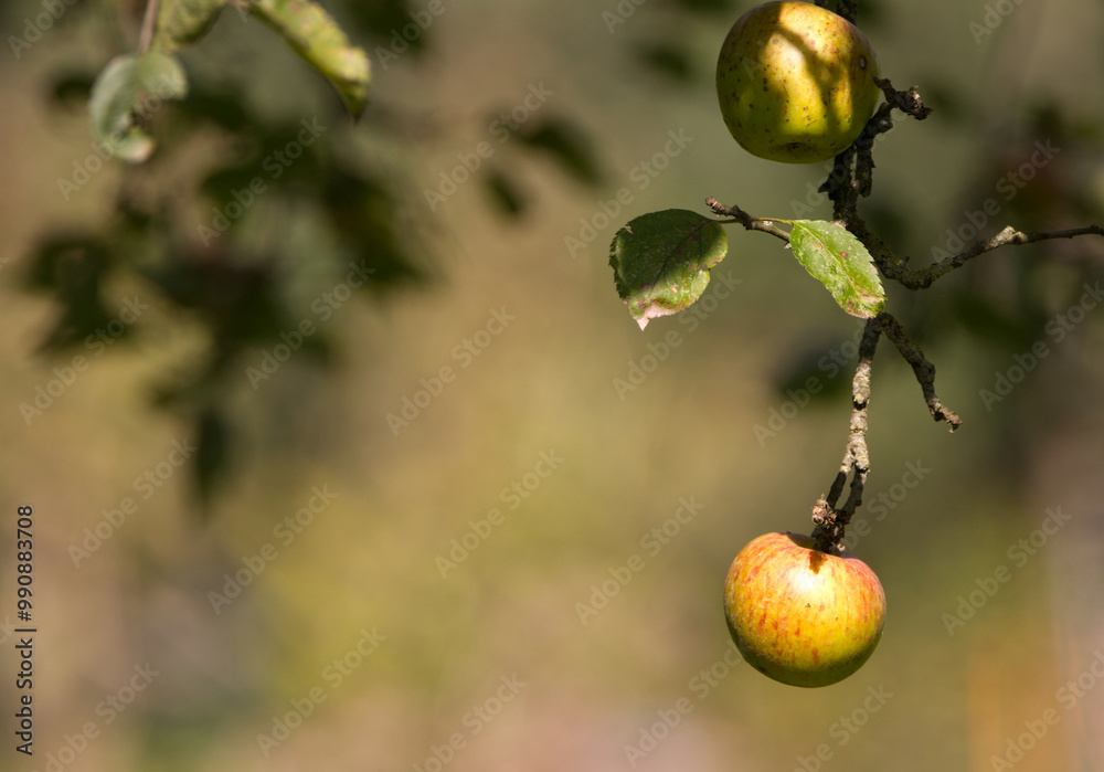 two ripe apples hanging on the branch, apples ripe for harvesting ...