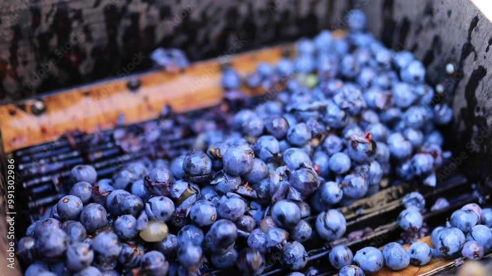 grape harvest and crushing for winemaking. The process captures the ...