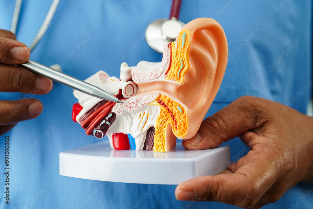 Asian doctor holding human ear model to learn and treat hearing loss in ...