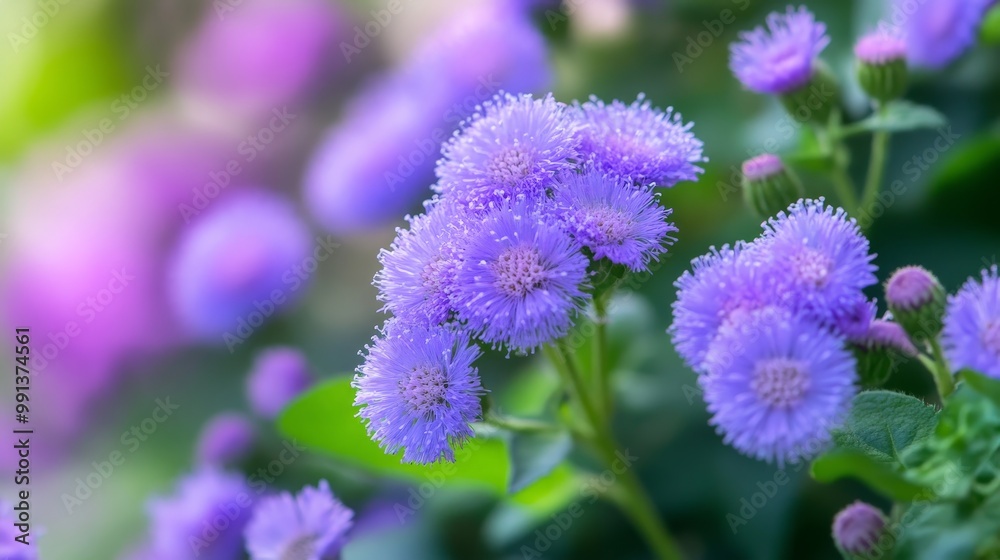 Ageratum houstonianum, commonly known as floss flower, is an evergreen ...