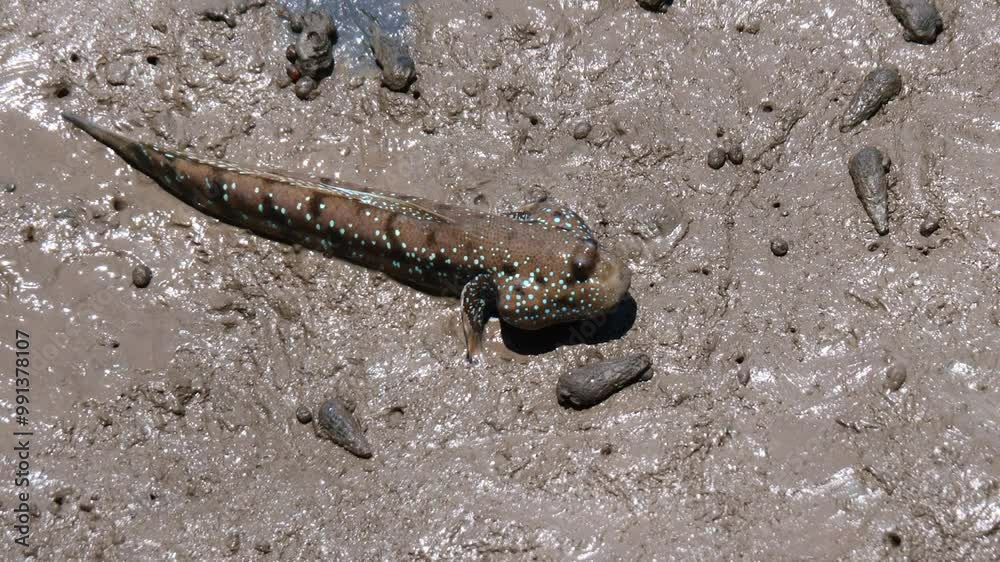 Mudskipper in the Mud: A close-up view of a Mudskipper fish navigating ...