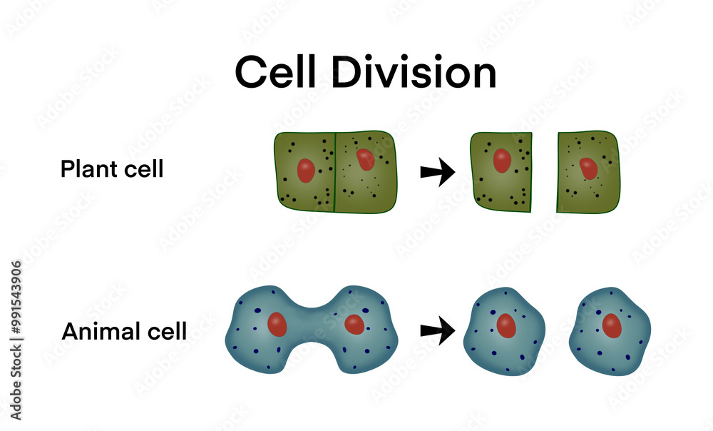 cells molecules reproduction division and multiplication process is ...