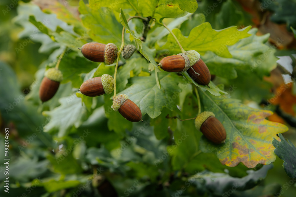 A close-up shot of several acorns hanging from an oak tree branch ...