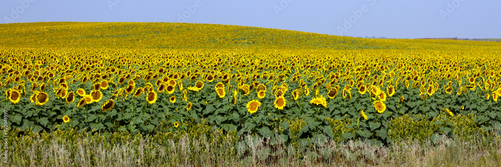 Ultra-wide panorama of a mass of cultivated sunflowers in full bloom on ...