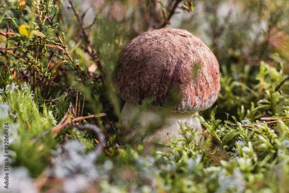 Single mushroom Boletus pinophilus, commonly known as the pine bolete ...